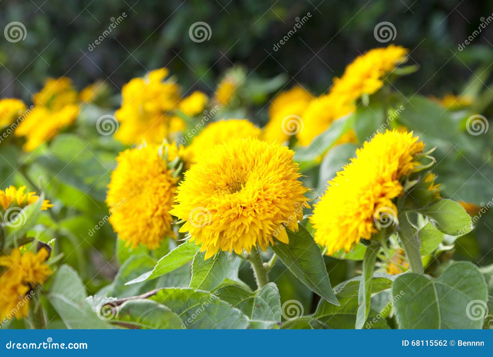 Yellow Flower, Marigold stock photo. Image of cosmos - 68115562
