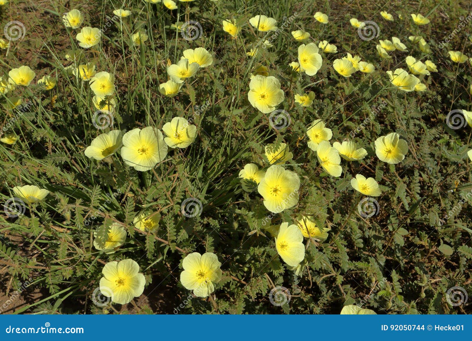 Yellow Flower Meadow in Ethiopia Stock Photo - Image of yellow, africa ...