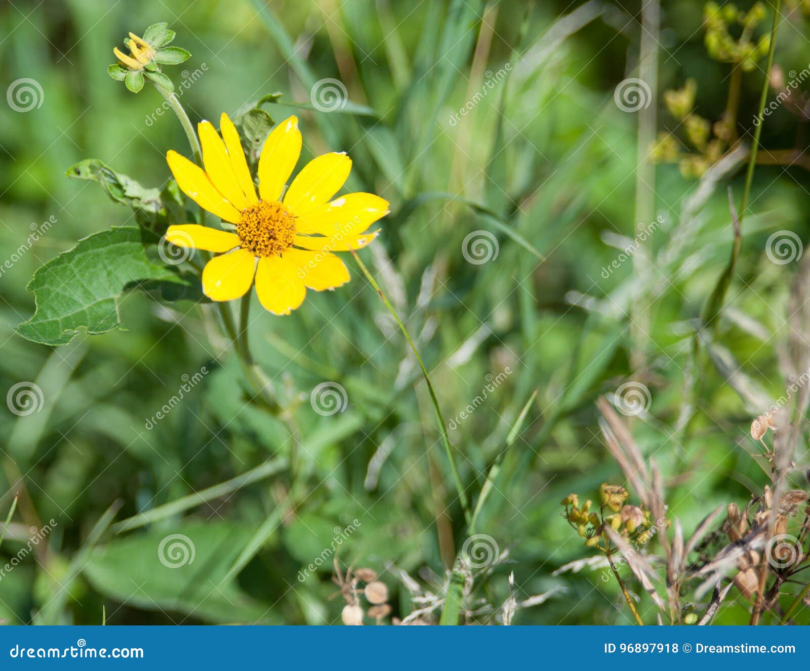 Yellow flower in a meadow stock photo. Image of blooming - 96897918