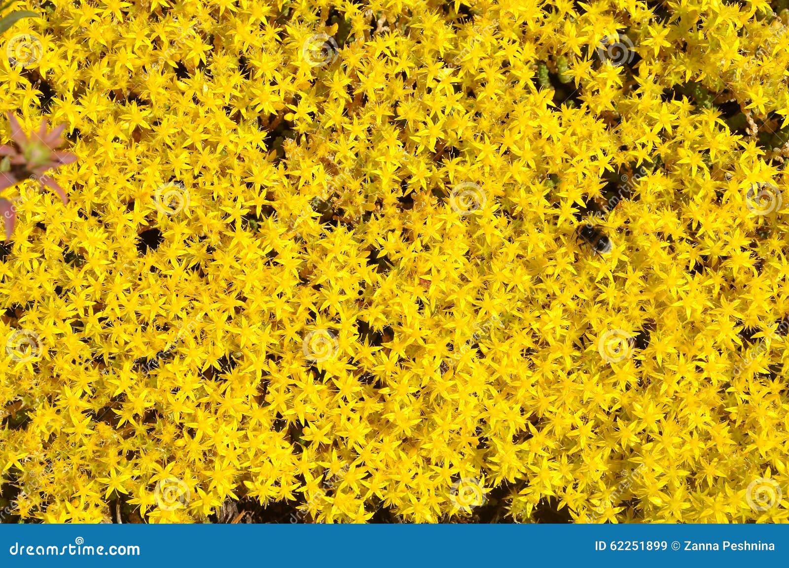 Yellow flower moss stock image. Image of carpet, macro - 62251899