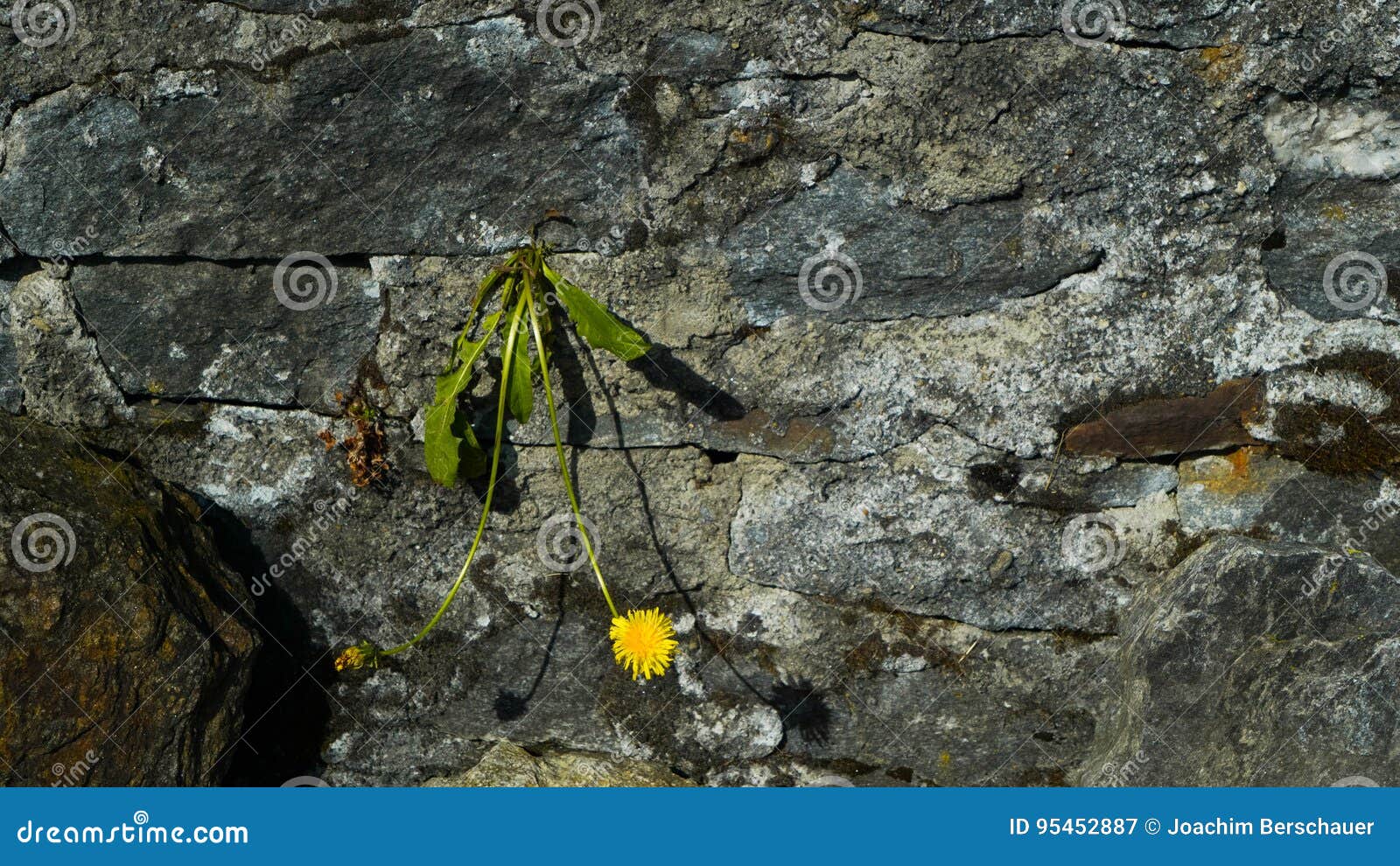 Yellow Flower in Nature. it Grows on Rocks in the Rock Stock Image ...