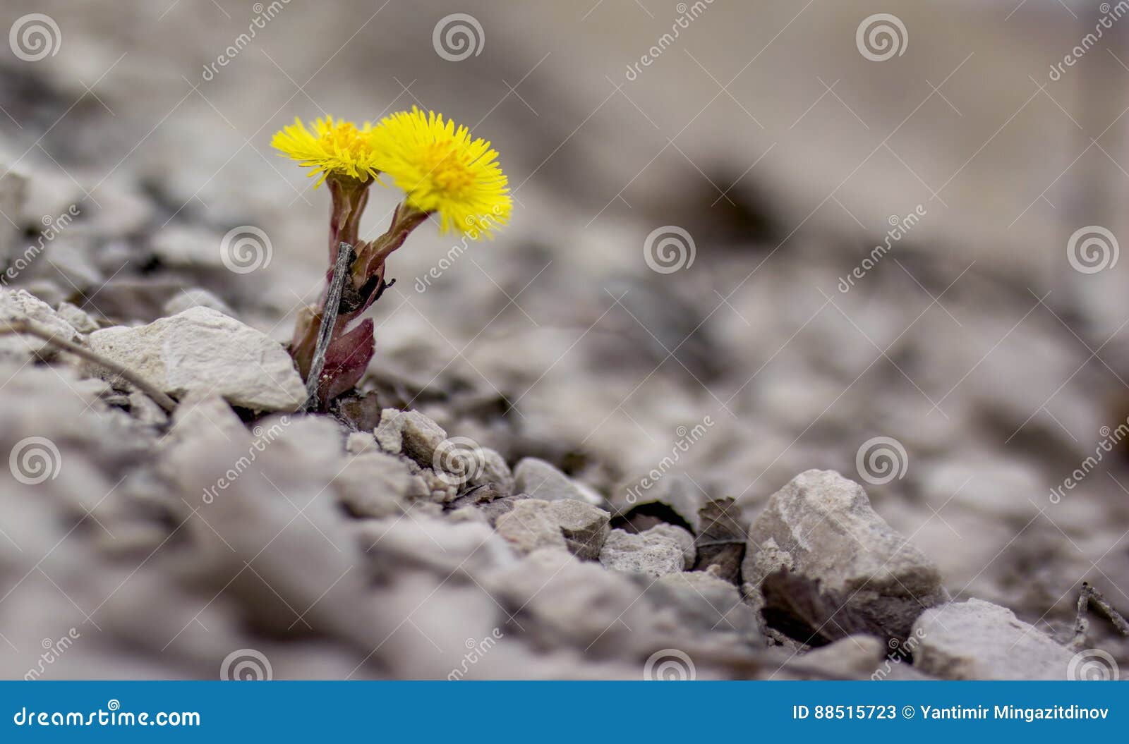 Yellow Flower in Nature. it Grows on Rocks in the Rock Stock Image ...