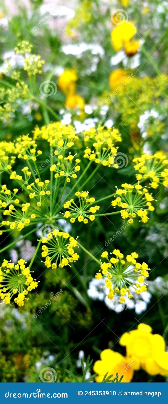 Yellow flower of parsley stock photo. Image of crop - 245358910