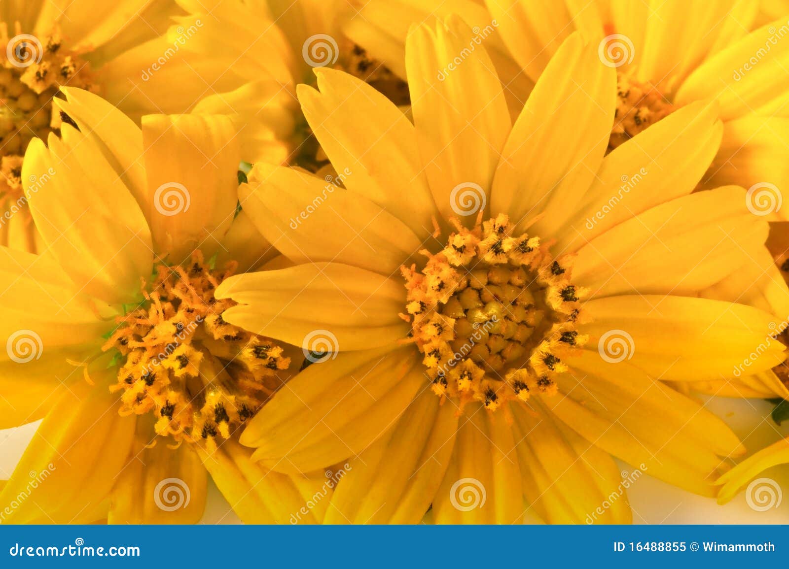 Yellow flower petals stock image. Image of botany, floral - 16488855
