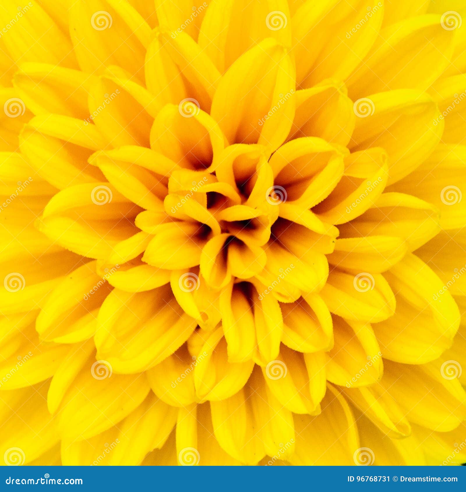 Yellow Flower Petals stock image. Image of close, micro - 96768731