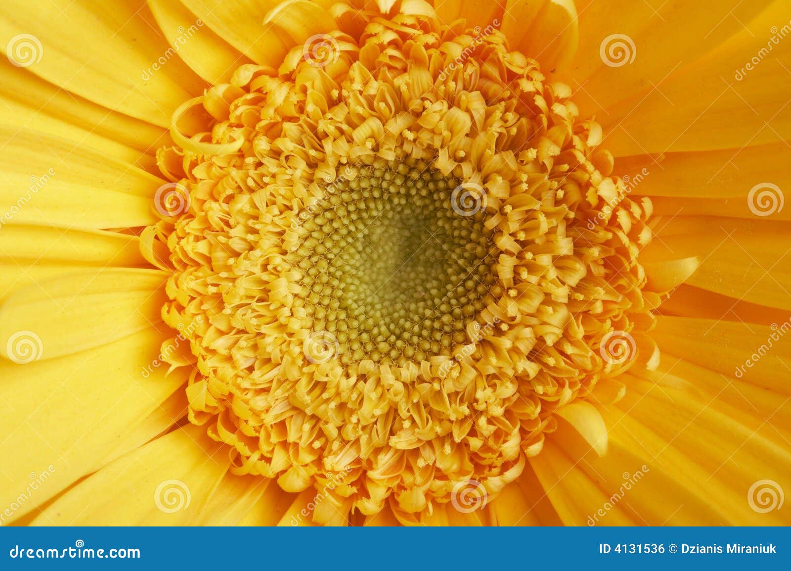 Yellow Flower Petals Closeup Stock Photo - Image of blooming, nature ...
