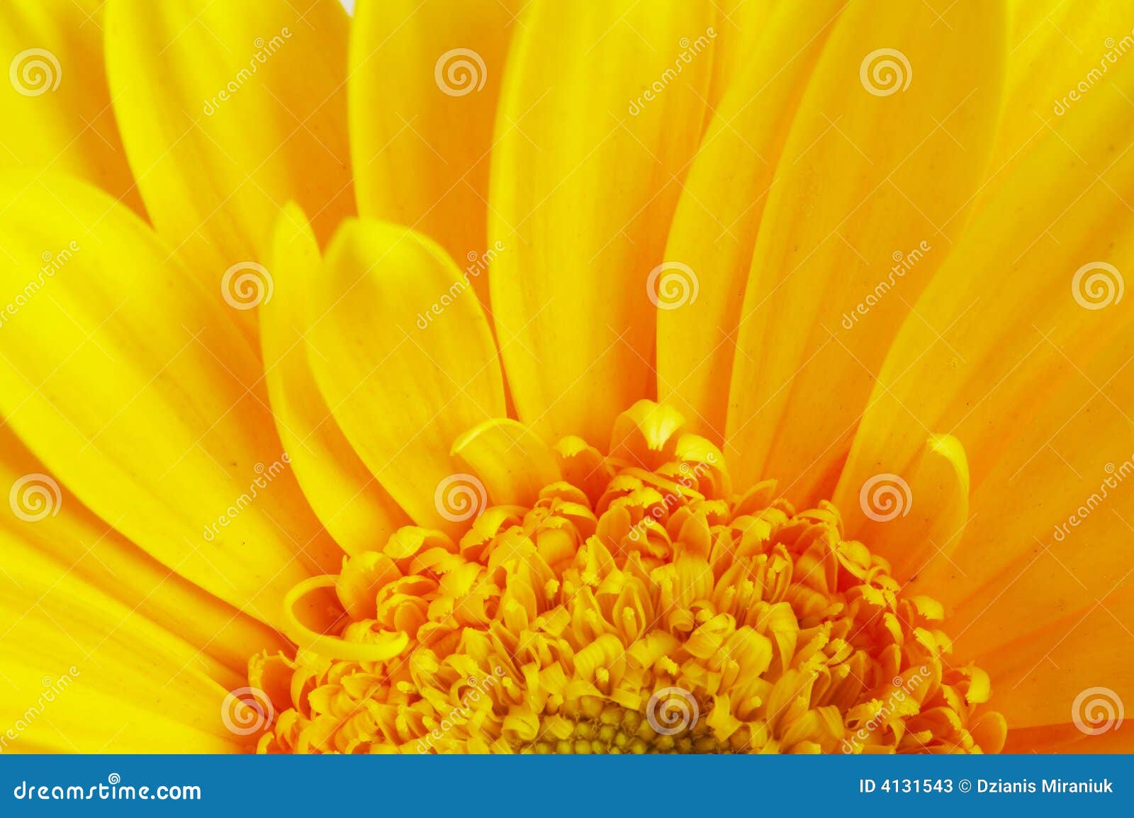 Yellow Flower Petals Closeup Stock Image - Image of background ...