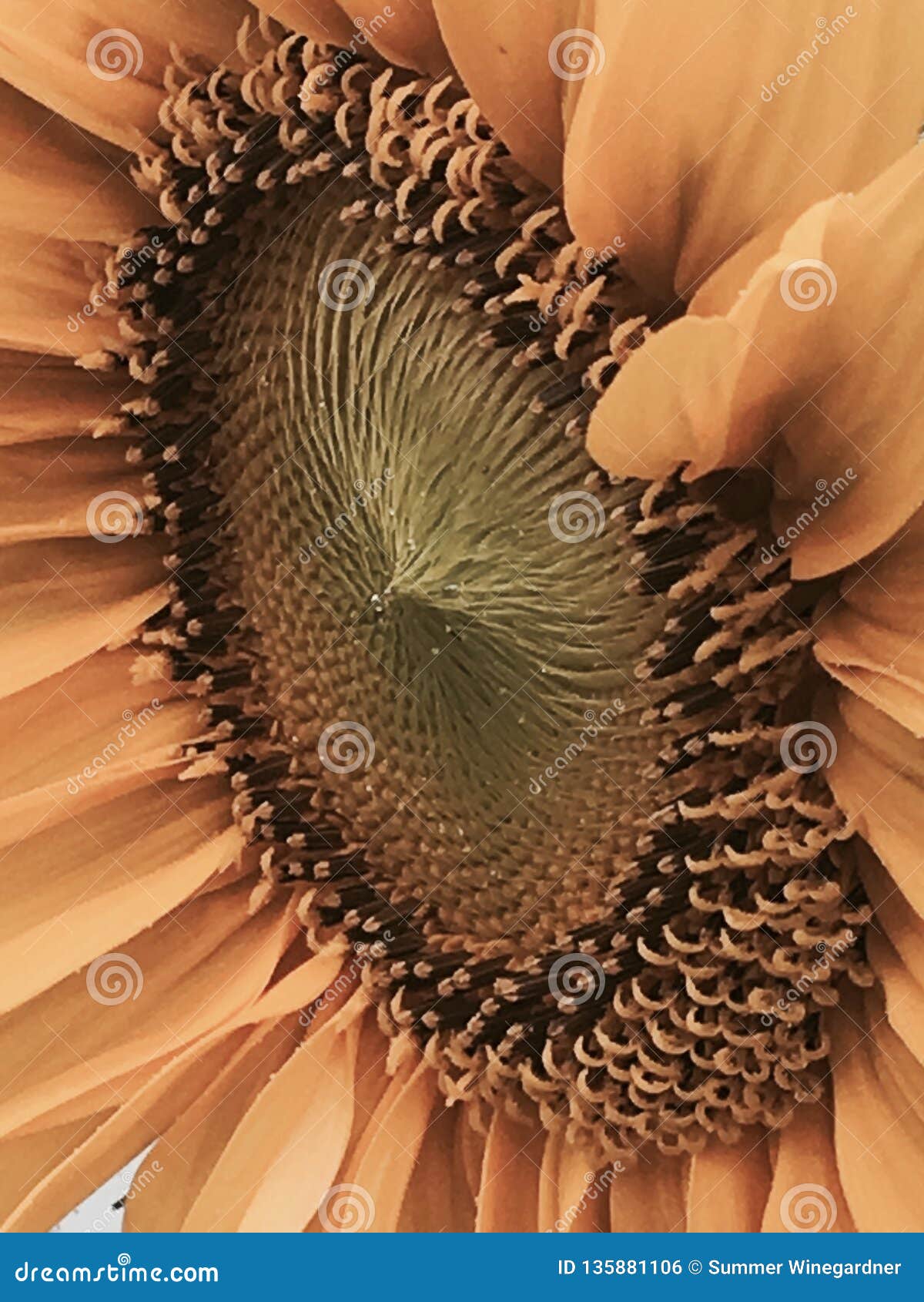 Sunflower side view stock photo. Image of petals, yellow - 135881106