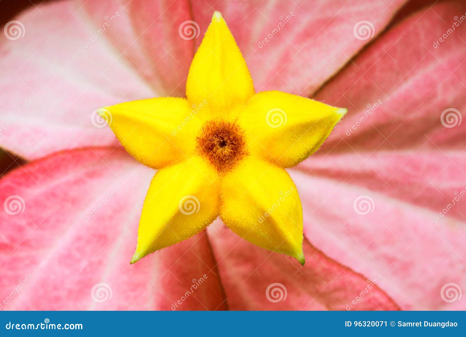 Yellow Flower Pink Petals Stock Images - Download 33,620 Royalty Free ...