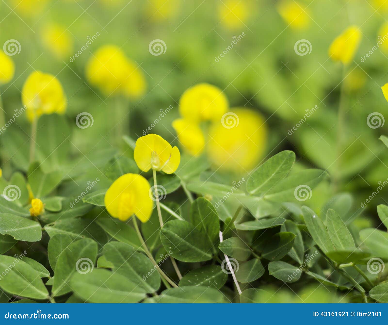 Yellow Flower Pinto Peanut Plant Stock Image - Image of peaceful, lawn ...