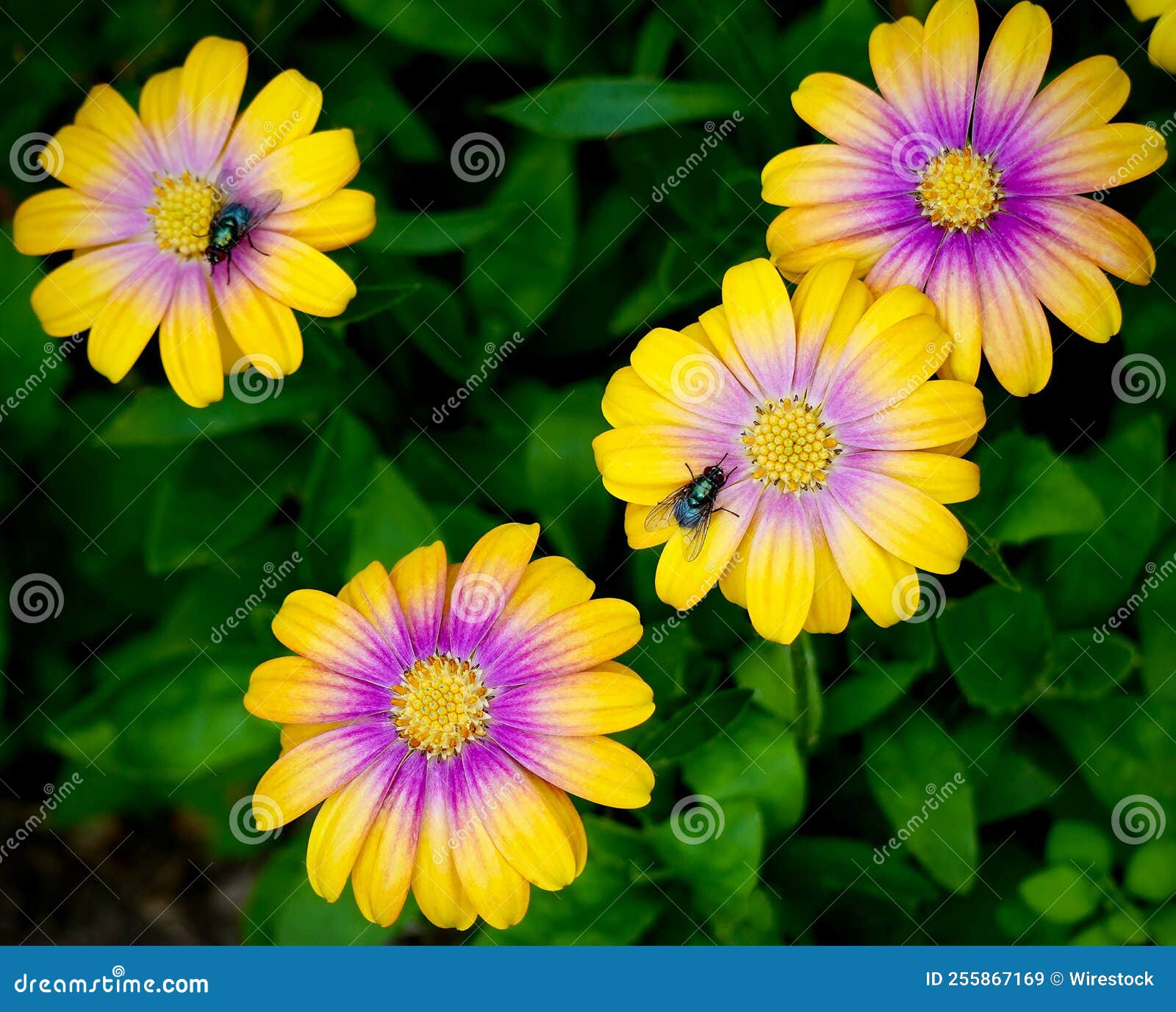 Yellow Flower Plant in the Garden Stock Image - Image of head, flowers ...