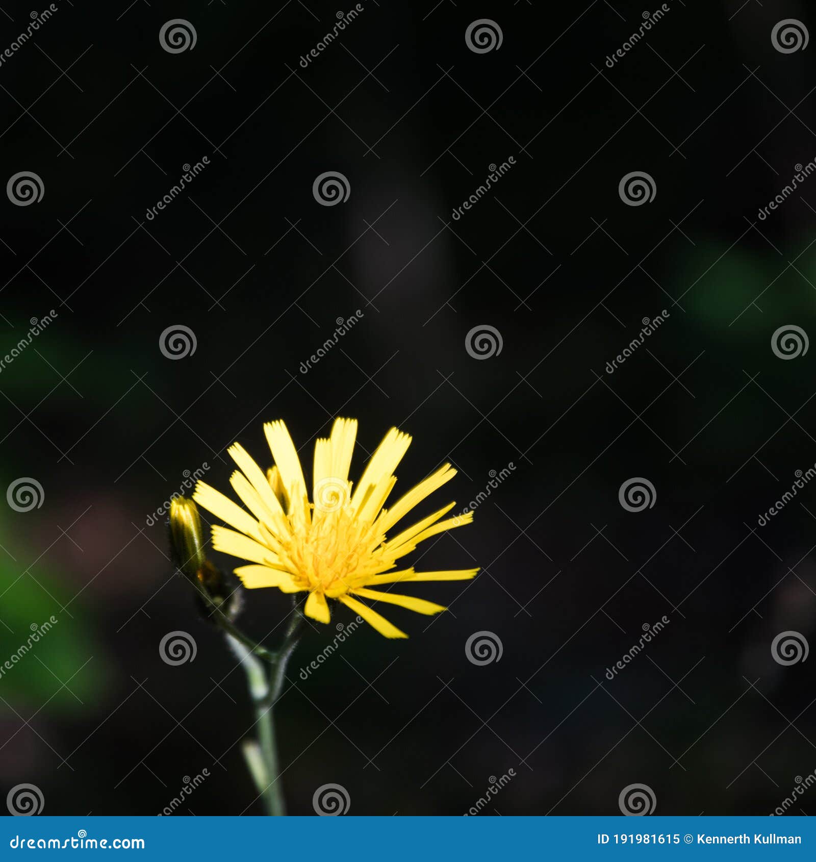 Yellow flower portrait stock image. Image of garden - 191981615