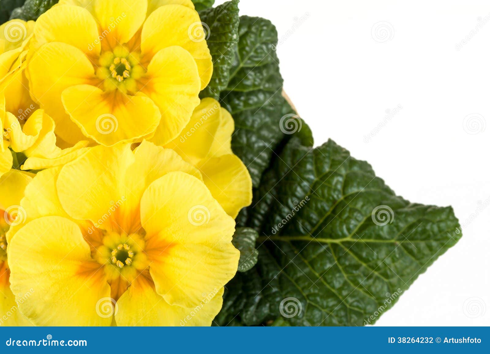 Yellow flower primrose stock photo. Image of indoor, clay - 38264232
