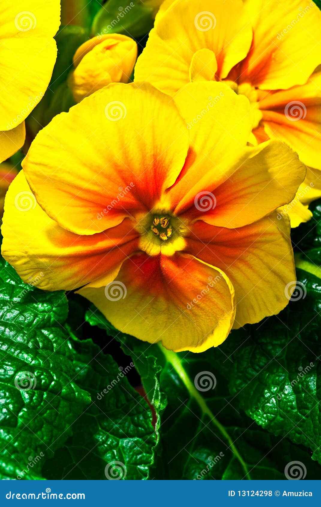 Yellow Flower - Primula (Primulaceae) Stock Photo - Image of elements ...