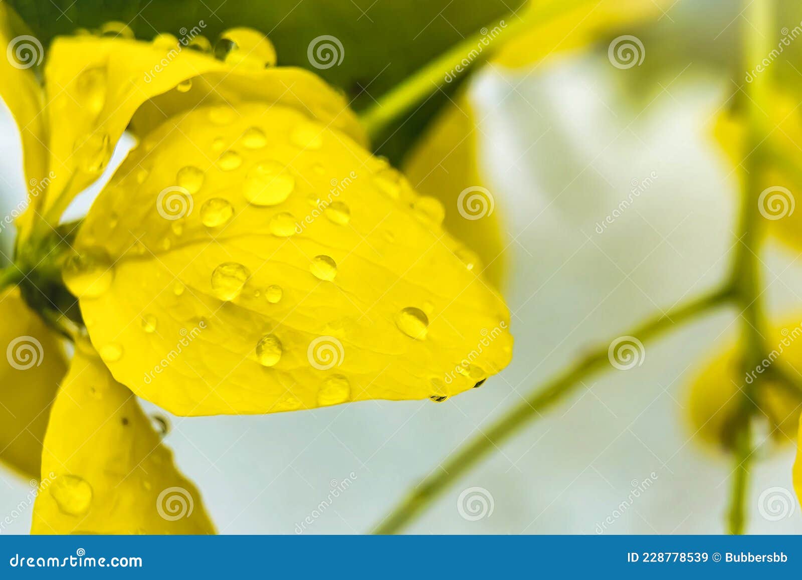 Yellow Flower with Raindrops Stock Image - Image of ornamental, nature ...