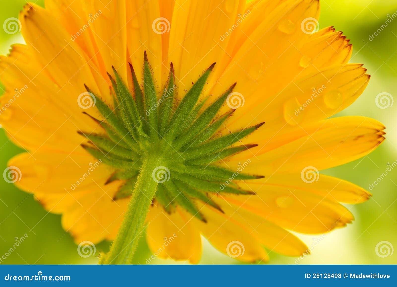 Yellow Flower with Raindrops Stock Photo - Image of spring, single ...