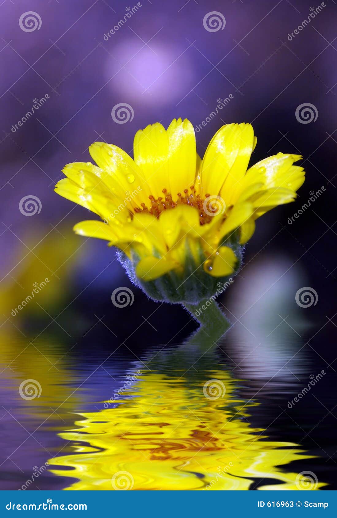 Yellow Flower Reflected in Water Stock Image - Image of rising, refined ...