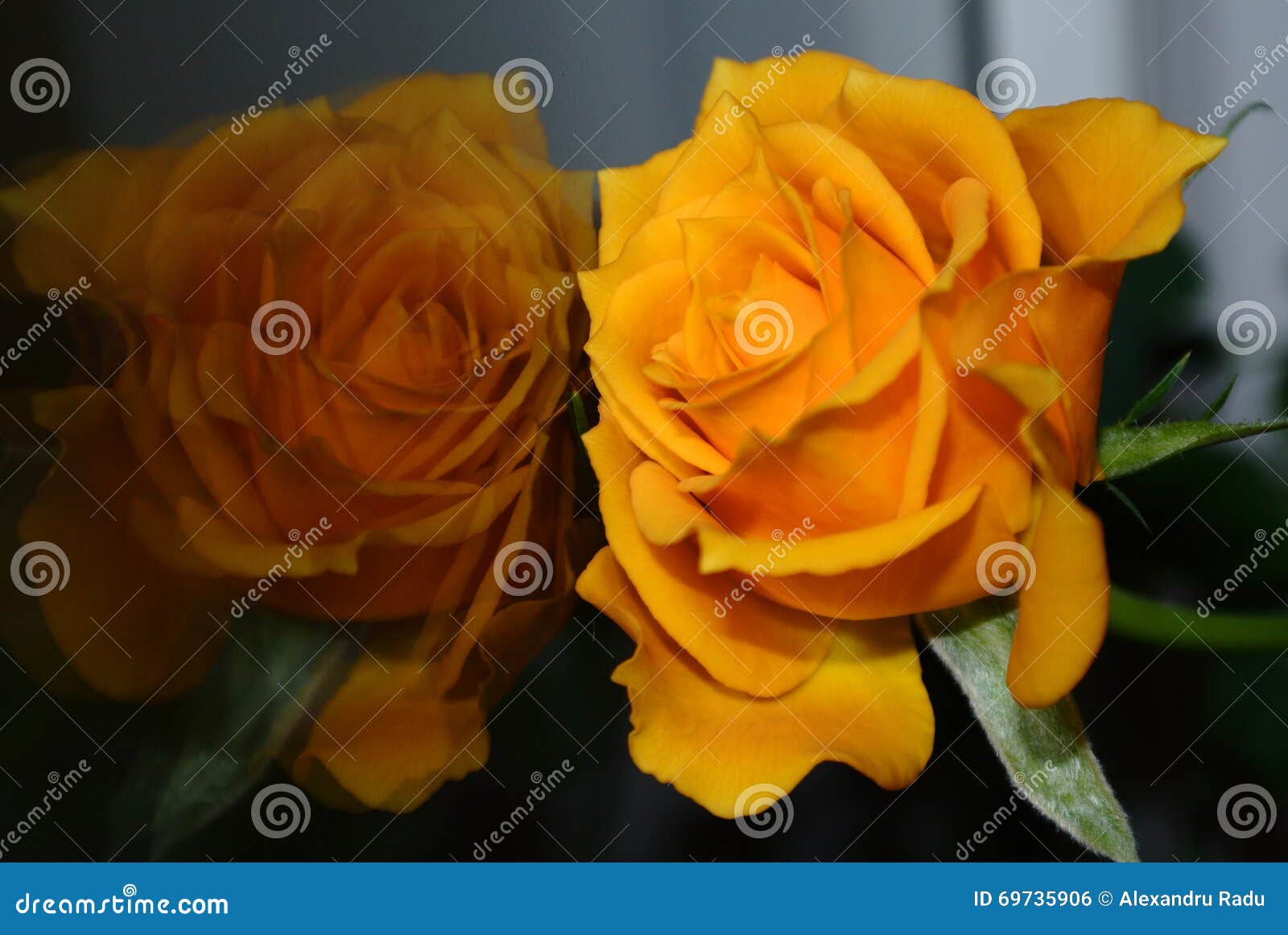 Yellow Rose Flower Reflection Stock Photo - Image of nature, lean: 69735906