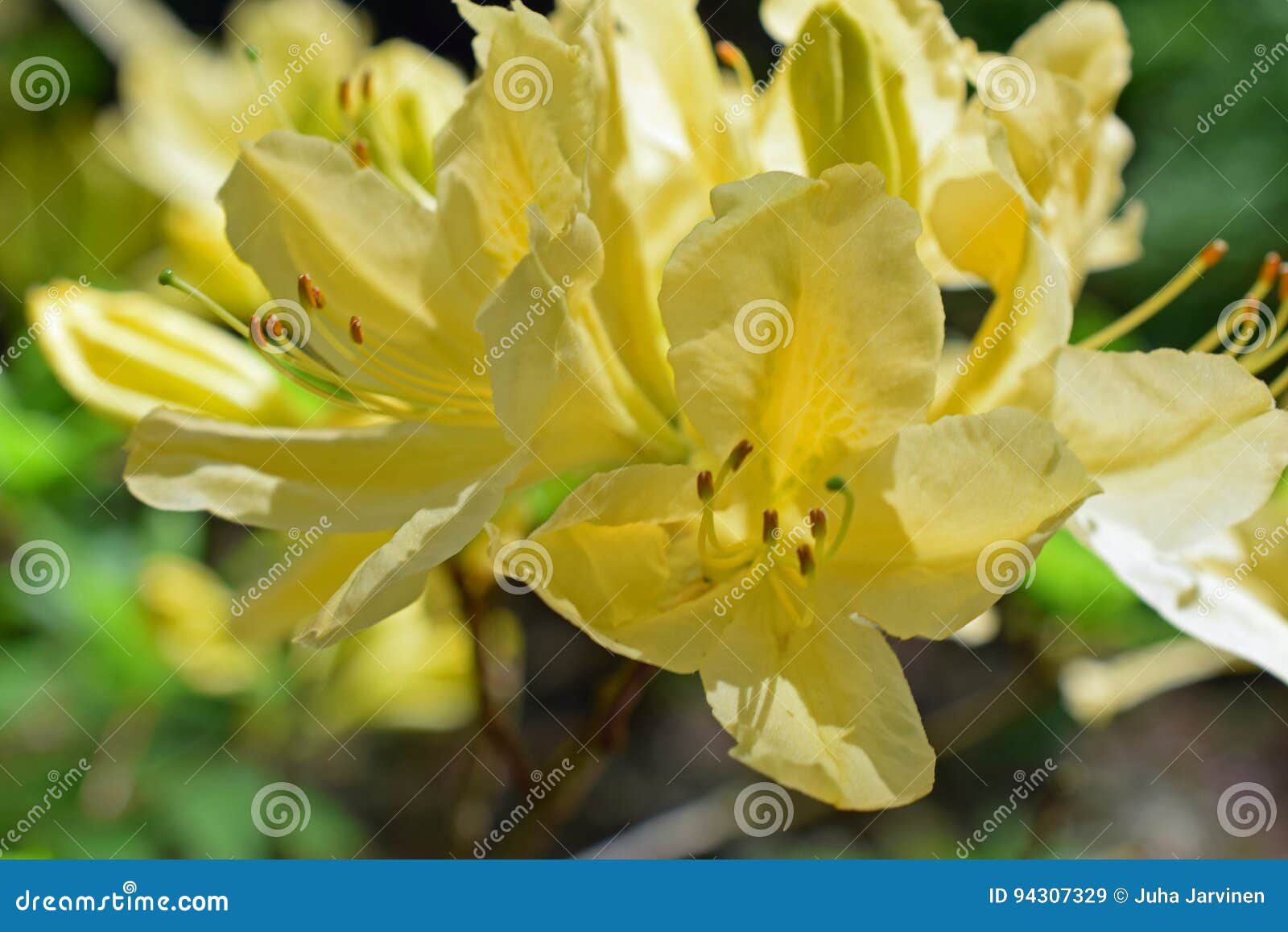 Yellow Flower of Rhododendron Stock Image - Image of luteum, petals ...