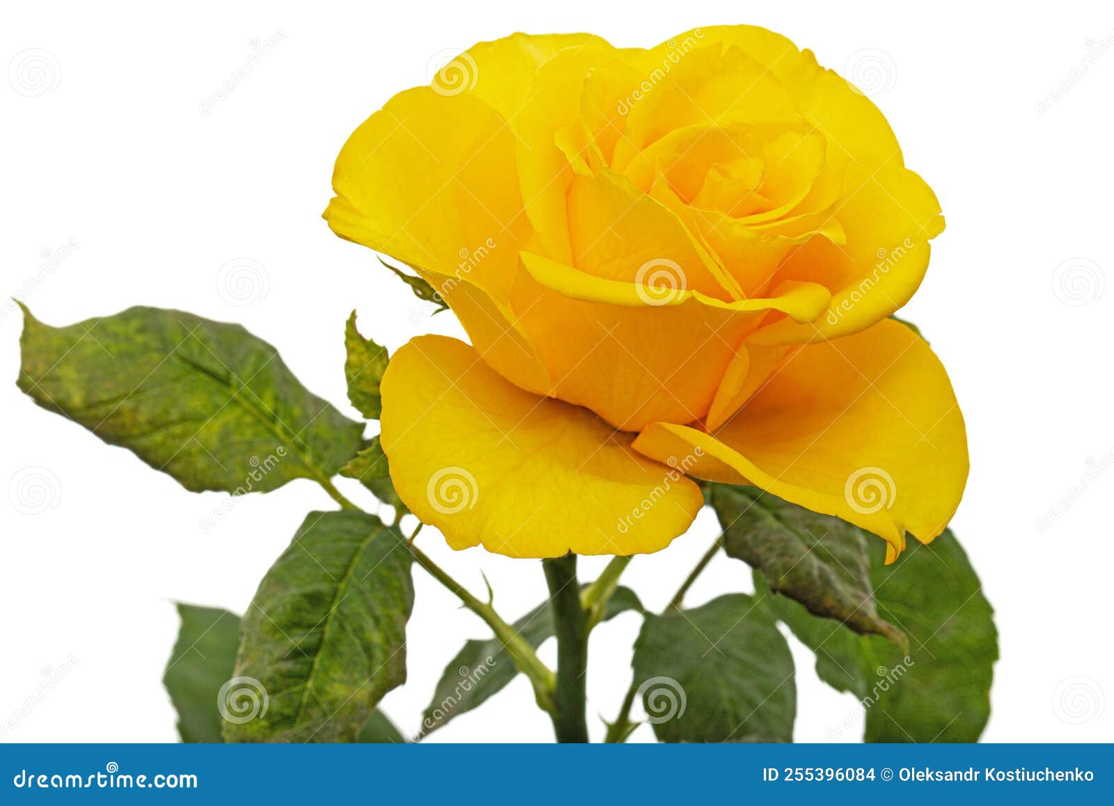 Yellow Flower of Rose, Isolated on White Background Stock Photo - Image ...