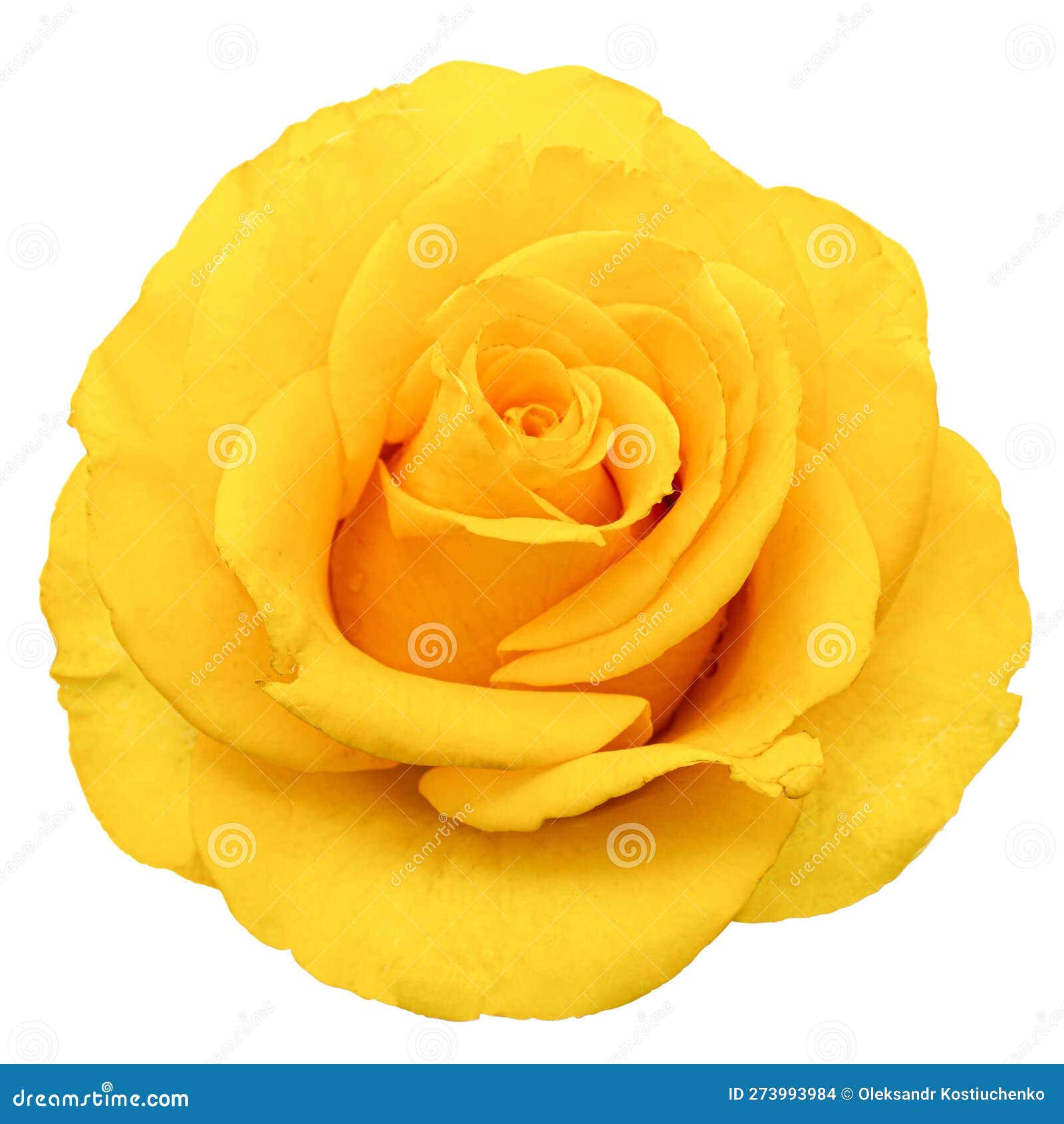 Yellow Flower of Rose, Isolated on White Background Stock Photo - Image ...