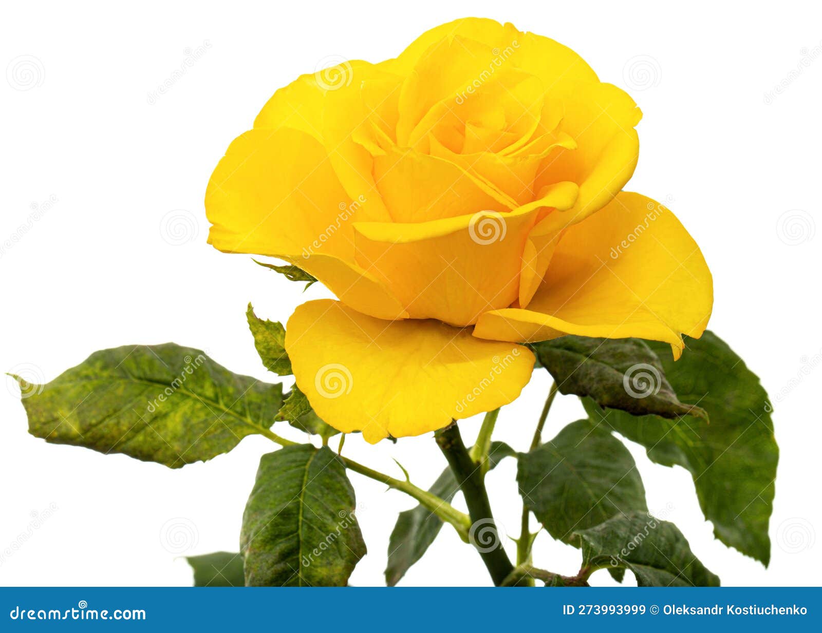 Yellow Flower of Rose, Isolated on White Background Stock Image - Image ...