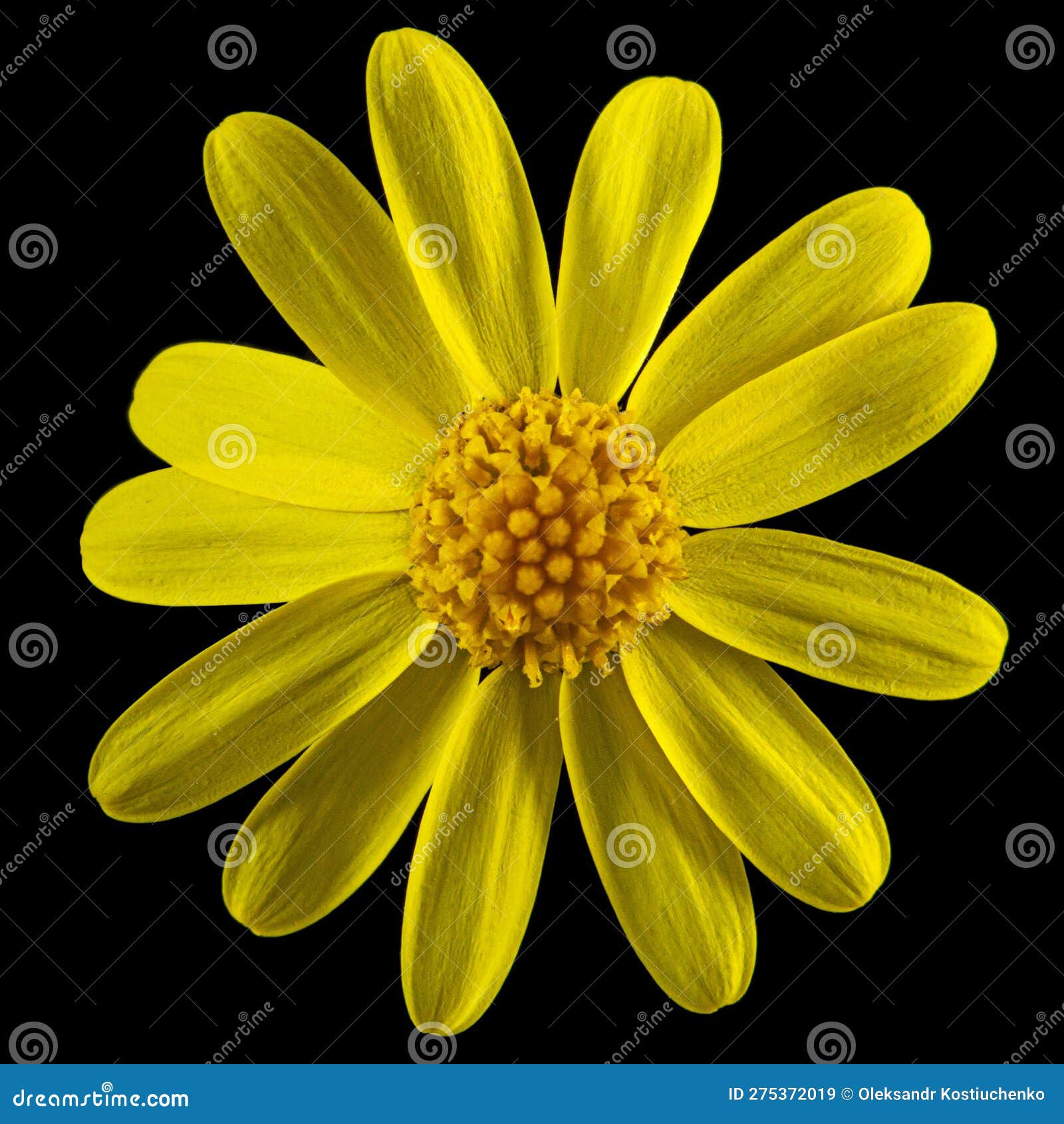 Yellow Flower of Senecio Vernalis, Eastern Groundsel, Spring Groundsel ...