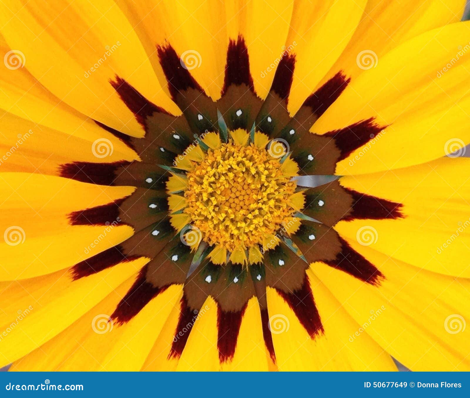 Yellow flower stock image. Image of single, pollen, flower - 50677649