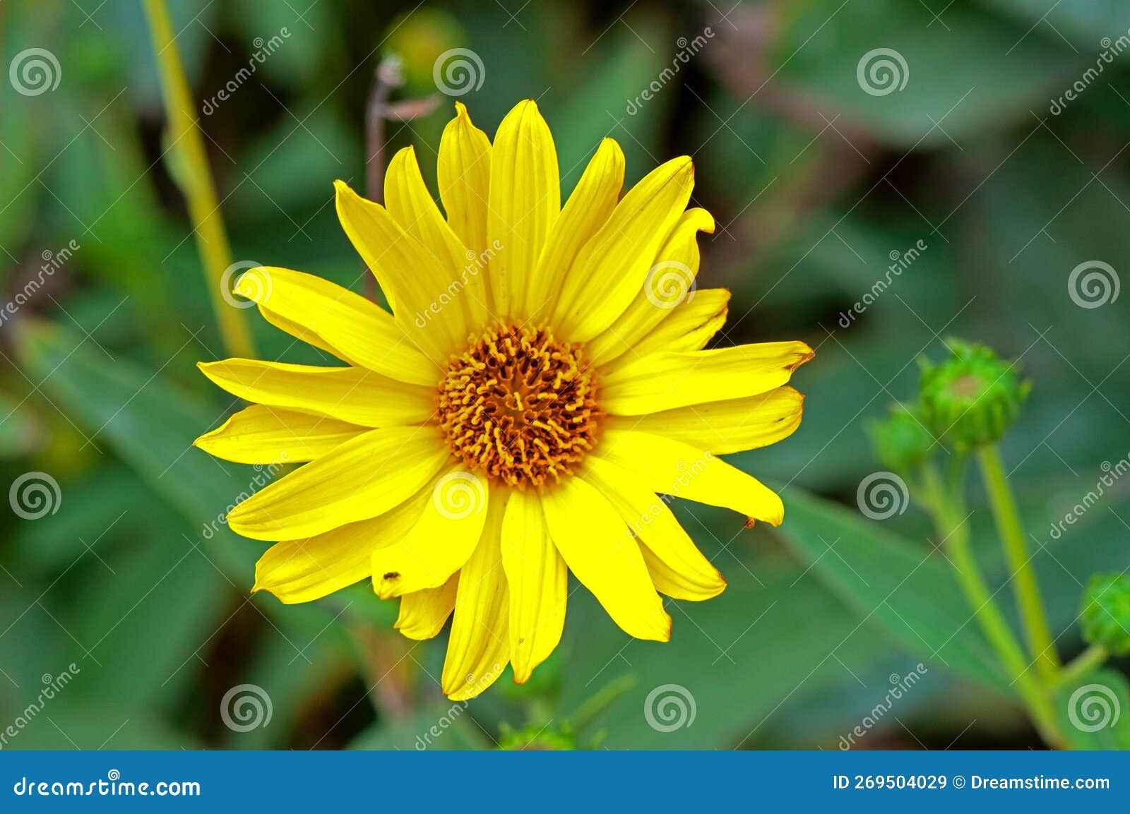 Yellow flower stock image. Image of accent, elaborate - 269504029