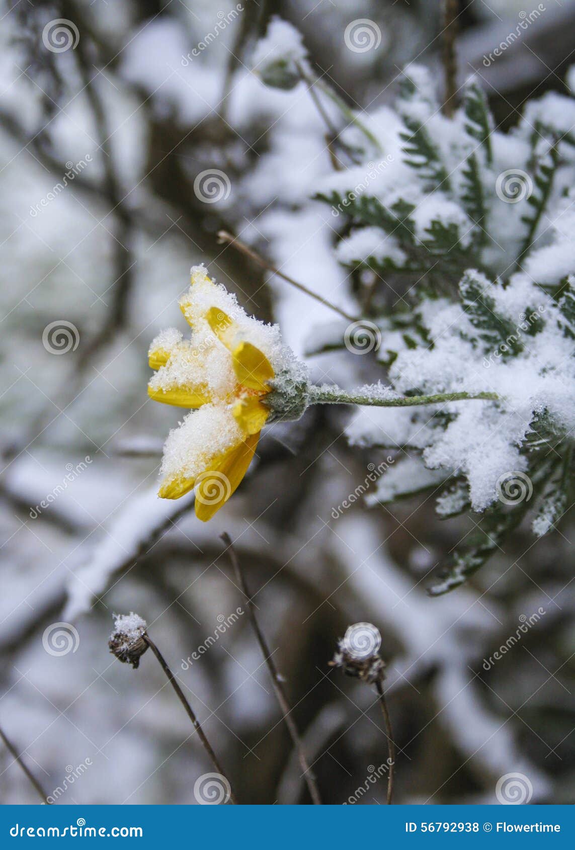 Yellow flower in snow stock photo. Image of frost, yellow - 56792938