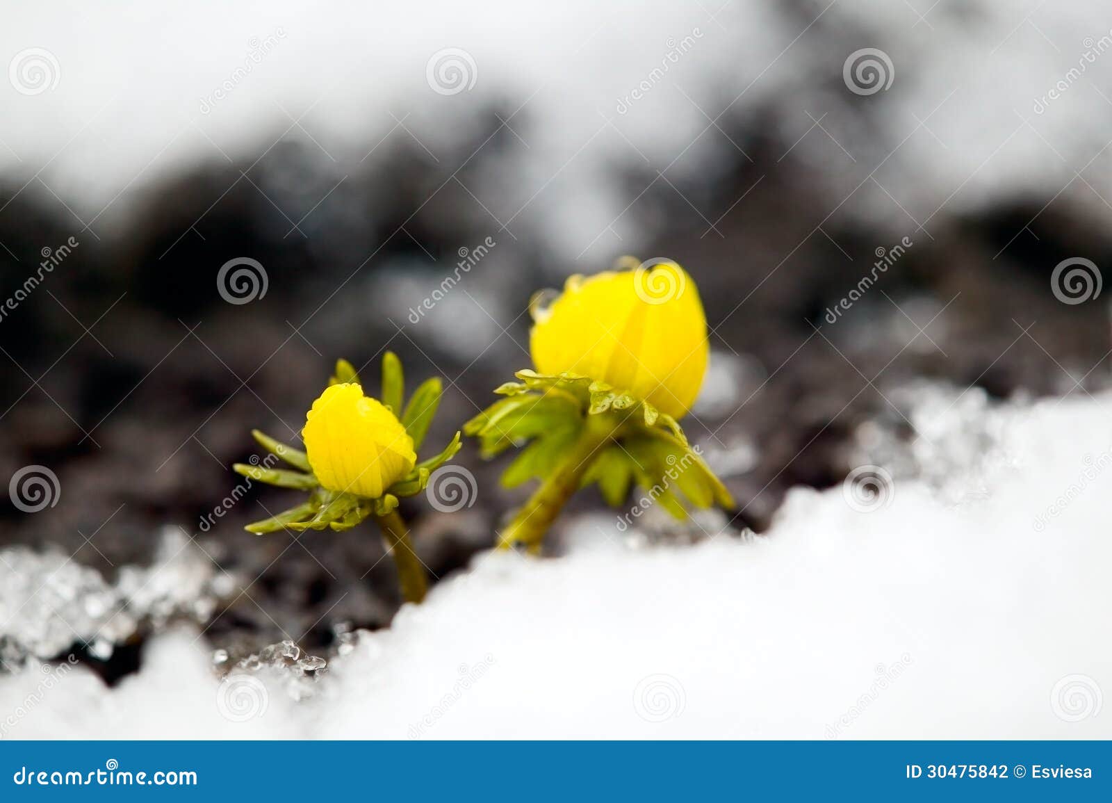 Yellow Flower on Soil, Snow Around Stock Photo - Image of winter ...