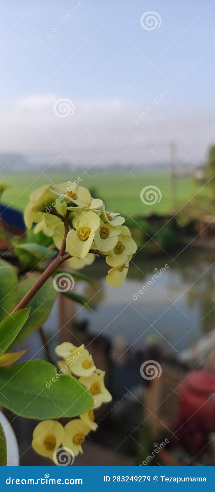 Yellow Flower Spotlight from Balcony Stock Image - Image of spotlight ...