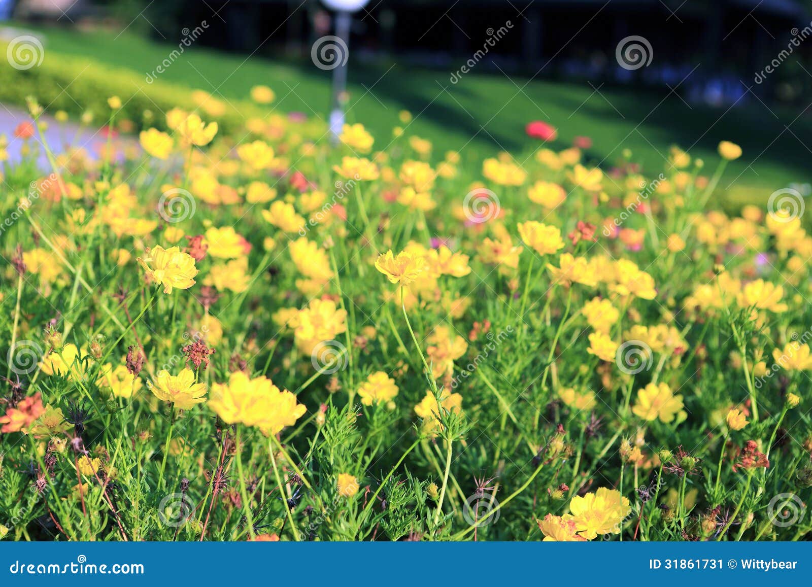 Yellow flower spring stock image. Image of floral, leaf - 31861731