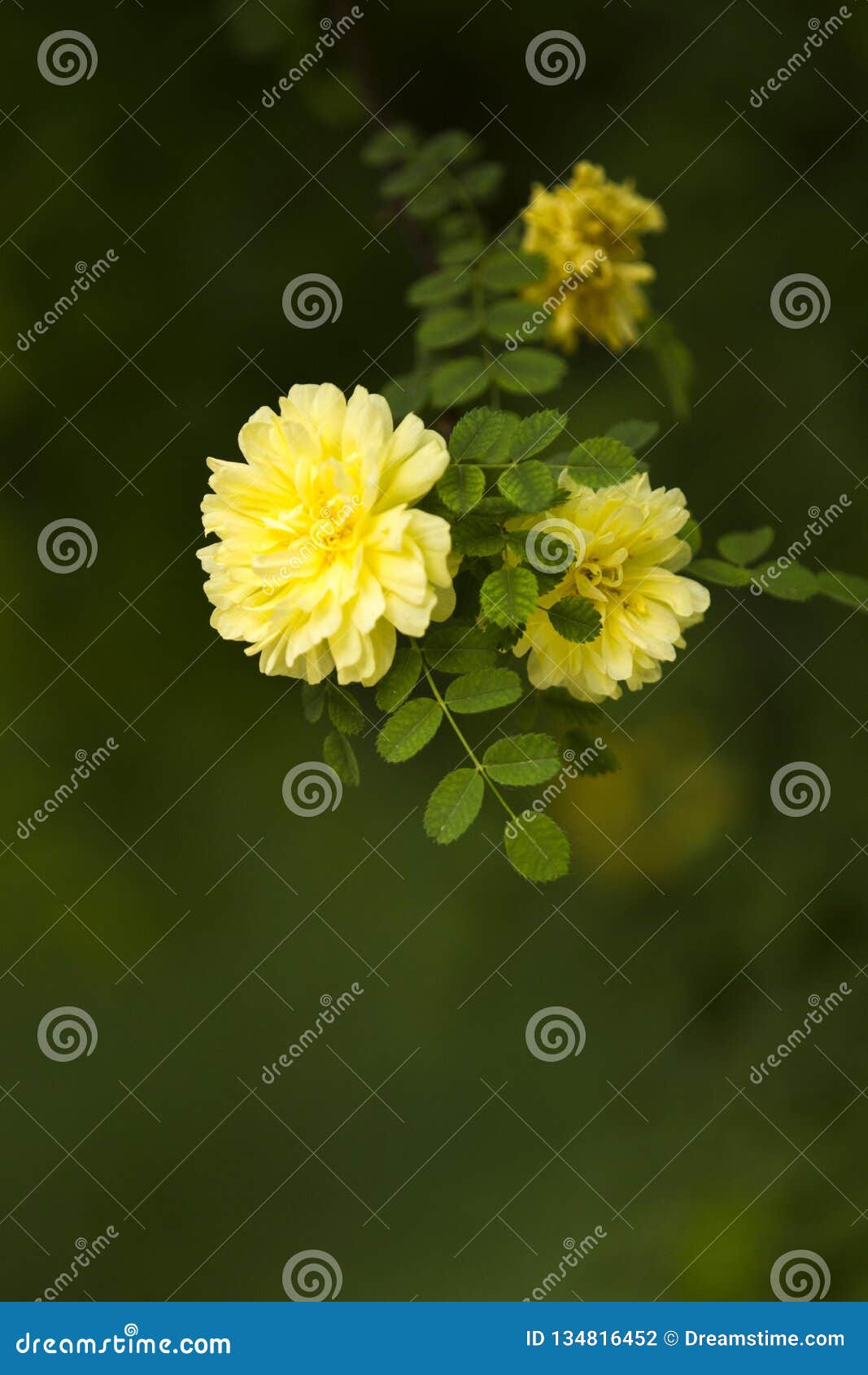 Father Hugo's Rose Stock Photos - Free & Royalty-Free Stock Photos from ...
