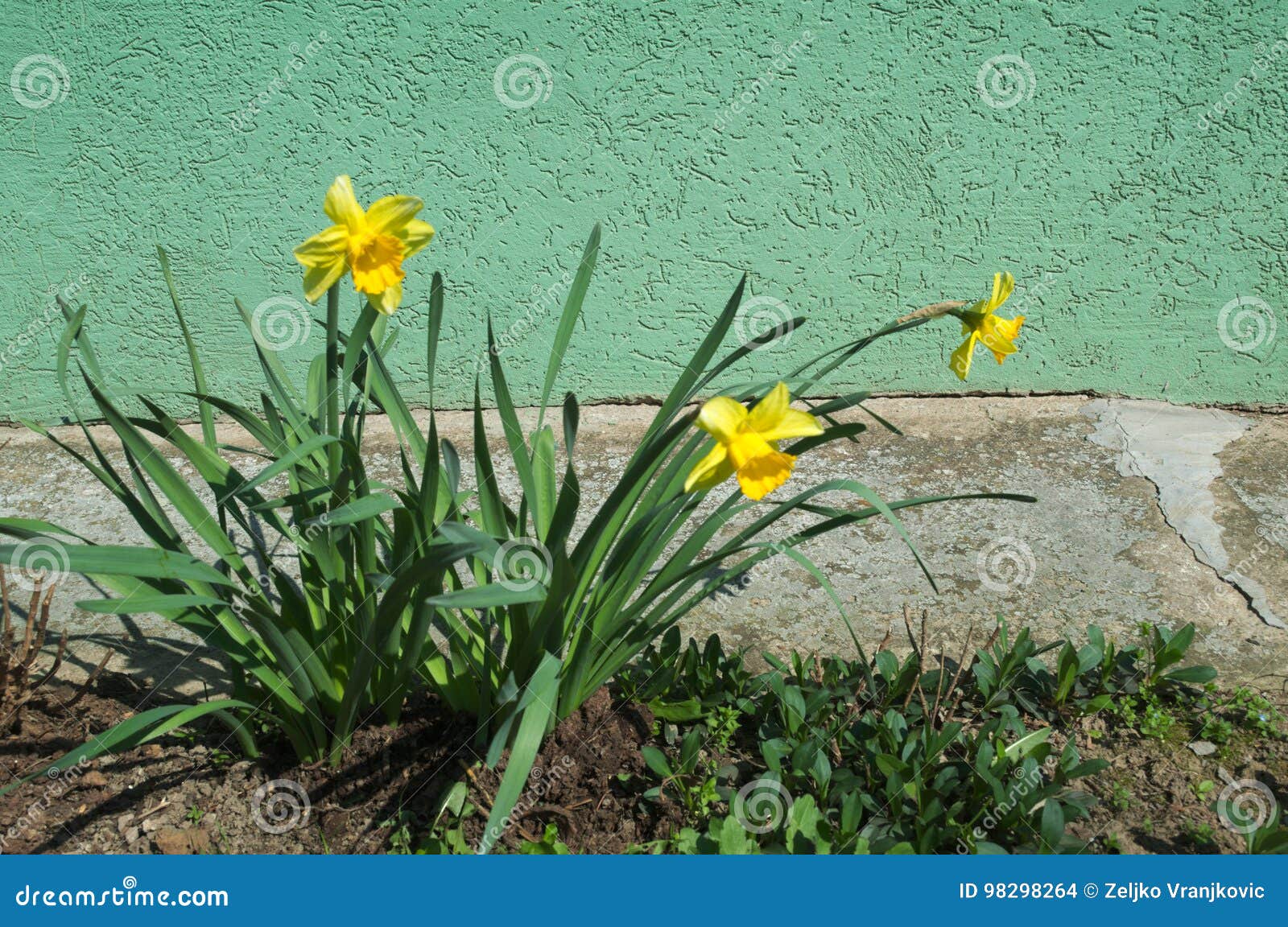 Yellow flower at spring stock photo. Image of plant, flora - 98298264