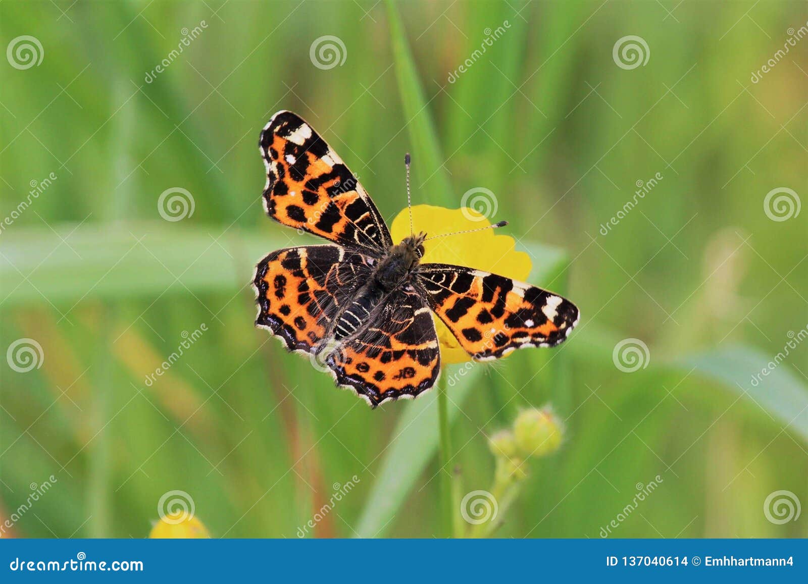 Map butterfly stock photo. Image of grass, insect, butterfly - 137040614