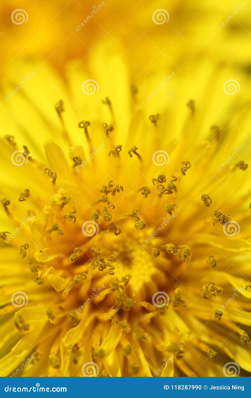 Yellow Flower with Stamen Details Stock Photo - Image of clear, pistil ...