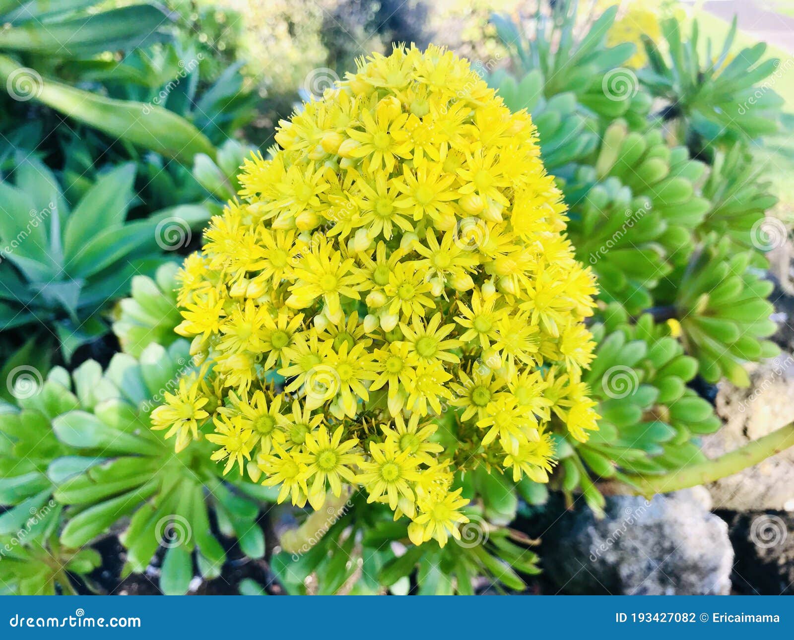 Yellow Flower of Succulent Aeonium Arboreum Stock Photo - Image of ... Yellow Flower of Succulent Aeonium Arboreum Stock Photo - Image of ...
