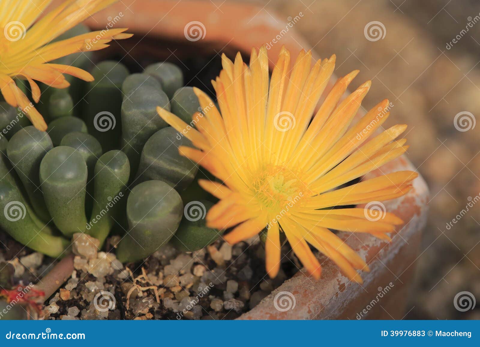 Yellow Flower of Conophytum Longum Herrei Stock Image - Image of bloom ...