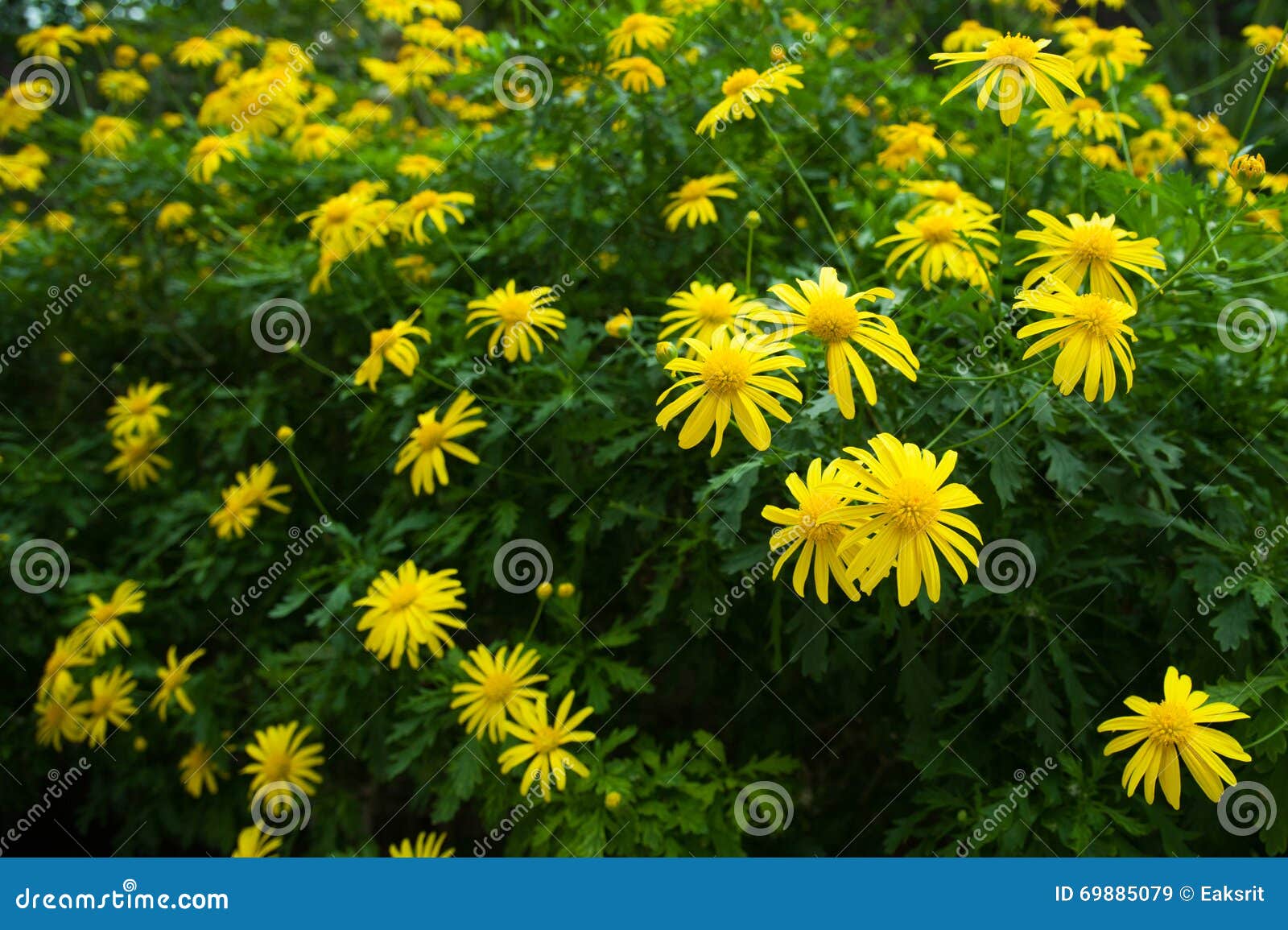 Yellow Flower Texture Background Stock Image - Image of tiny, summer ...