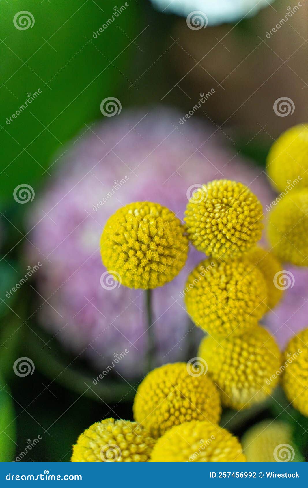 Yellow flower with texture stock photo. Image of summer - 257456992