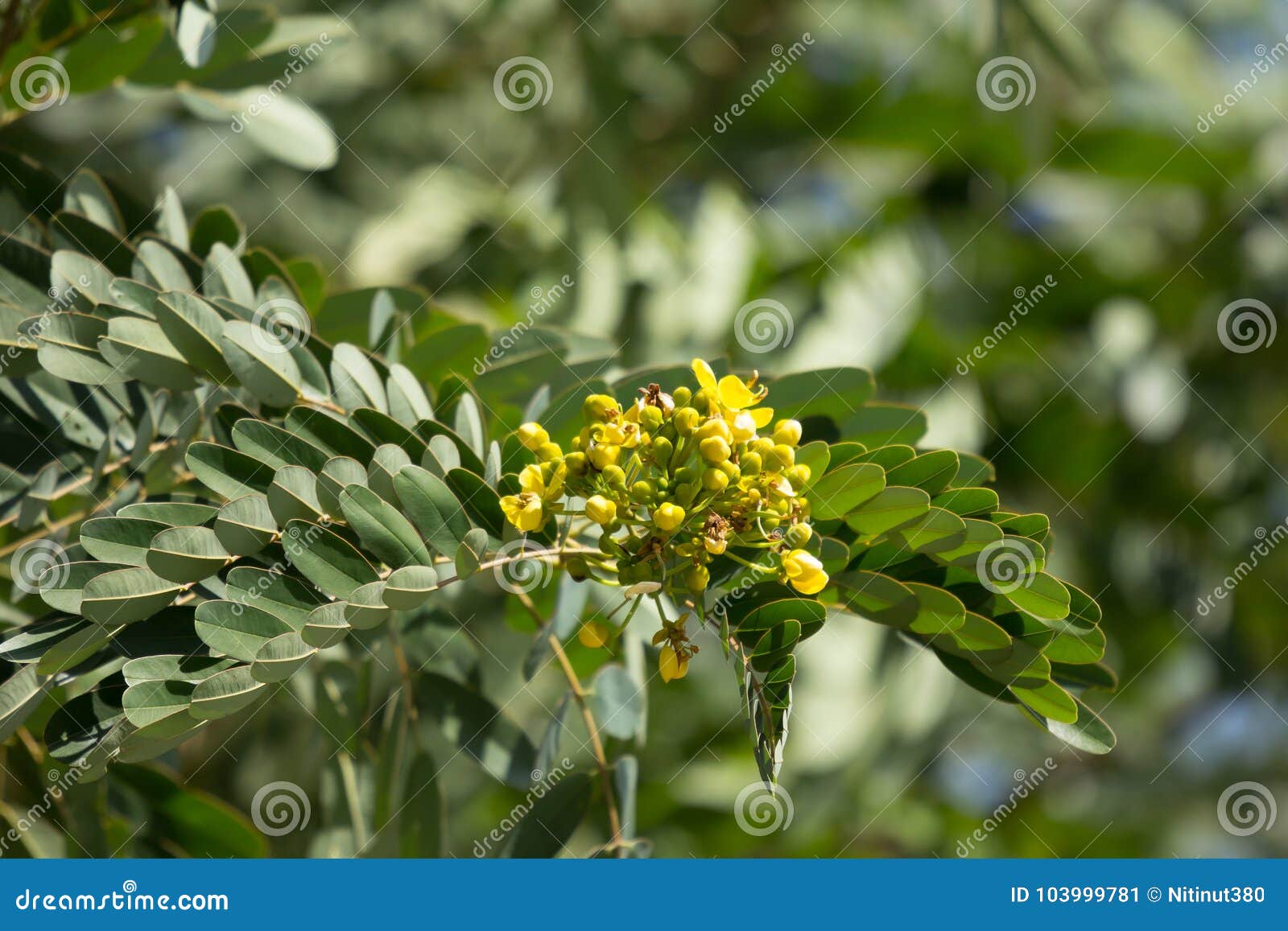Yellow Flower of Thai Copper Pod or Cassod Tree Stock Image - Image of ...