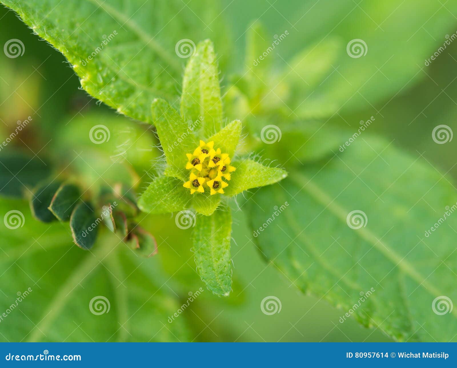 Yellow Flower of Unwanted Flora Stock Photo - Image of plant, beauty ...