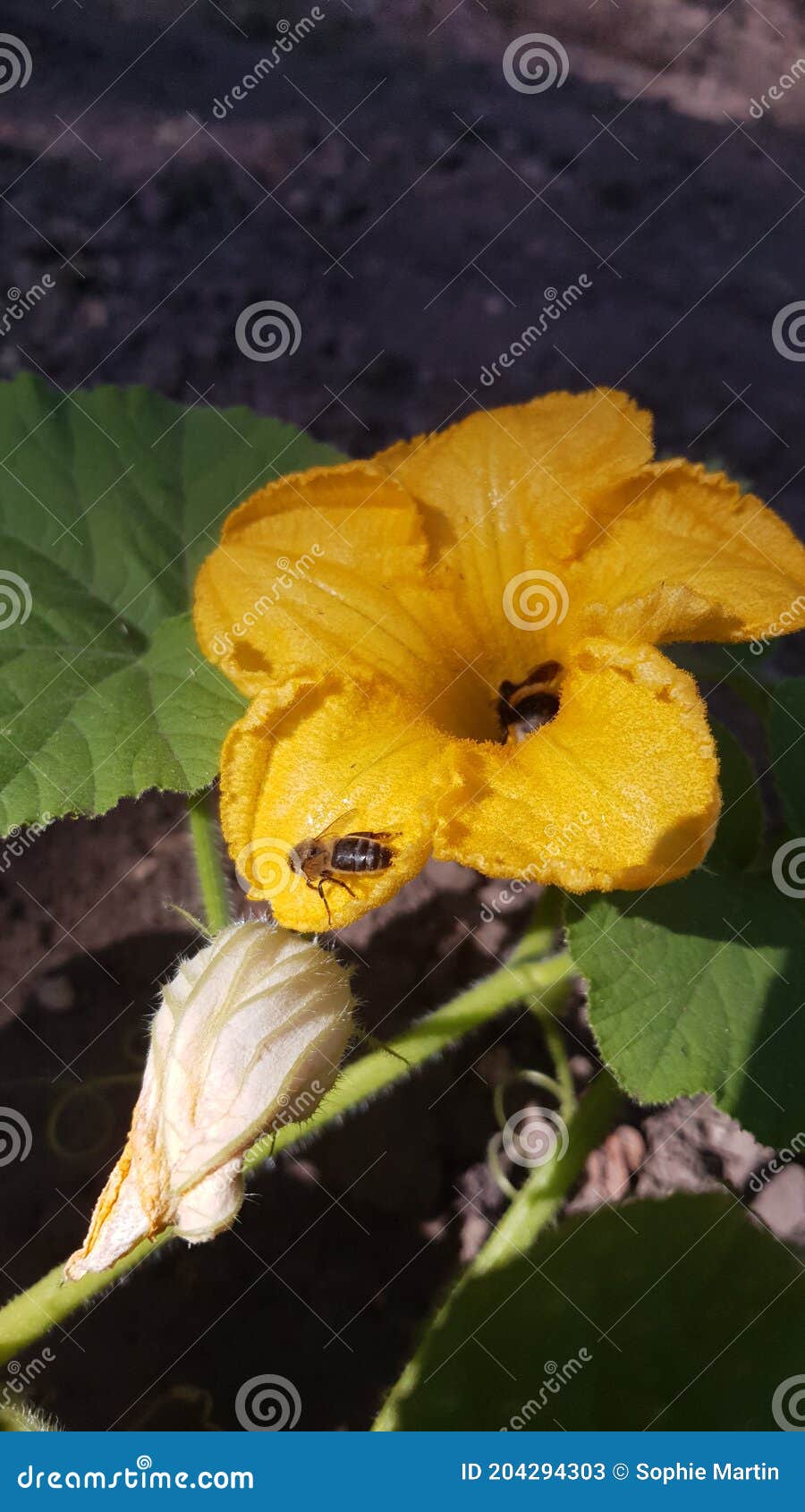 Yellow flower of vegetable stock image. Image of petal - 204294303