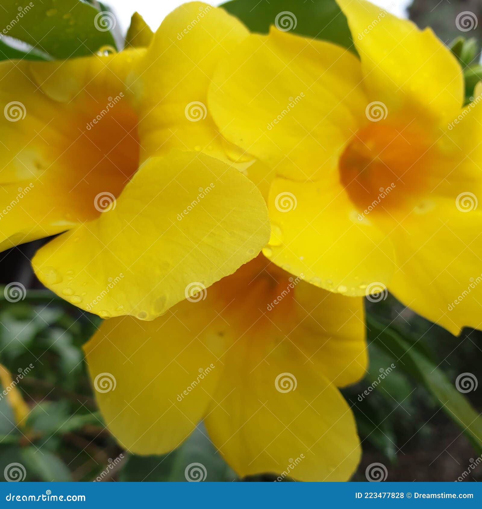 Yellow Flower with Water Drip Stock Photo - Image of rose, flower ...