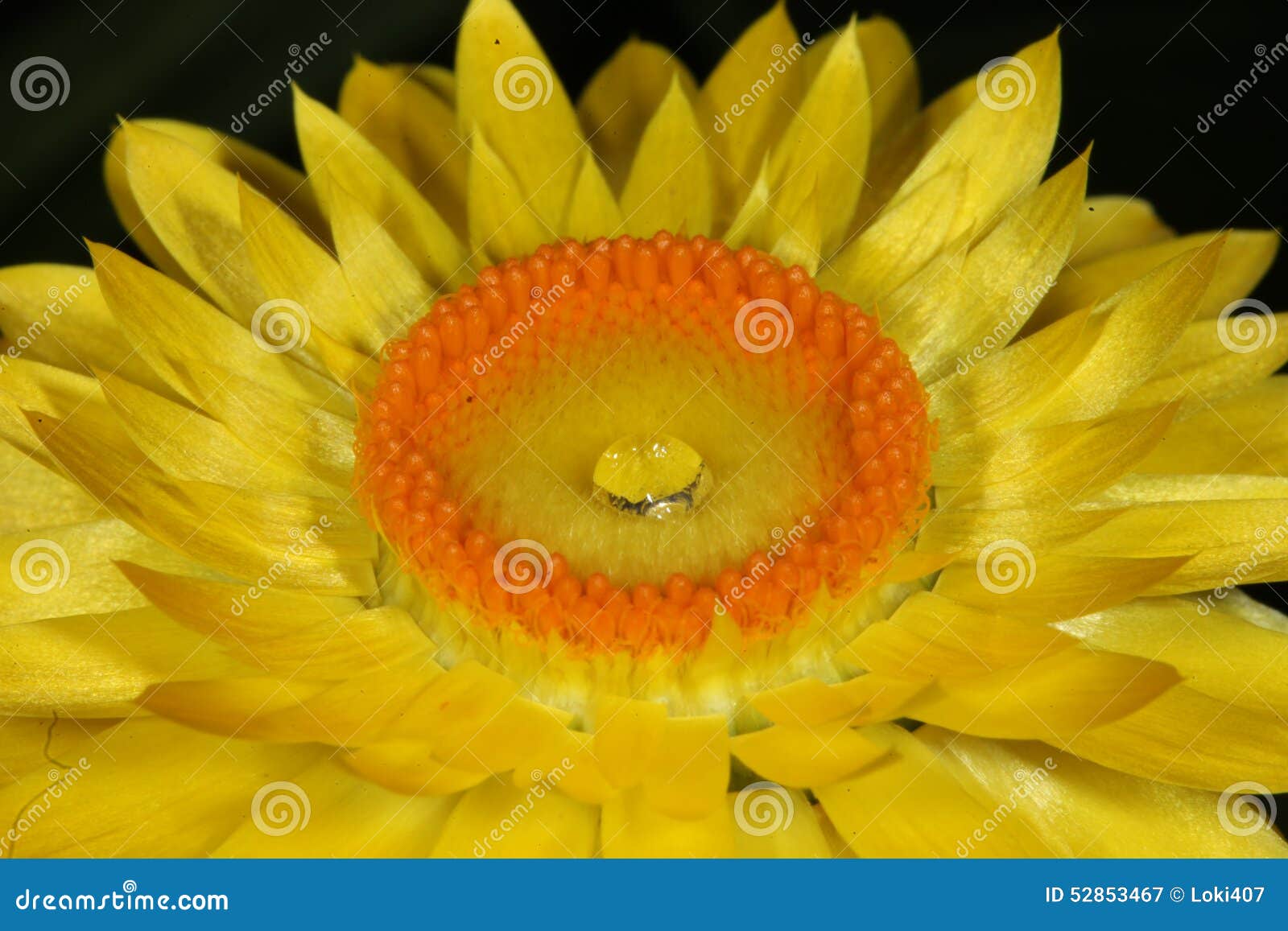 Yellow Flower with Water Drop Stock Image - Image of inside, wild: 52853467