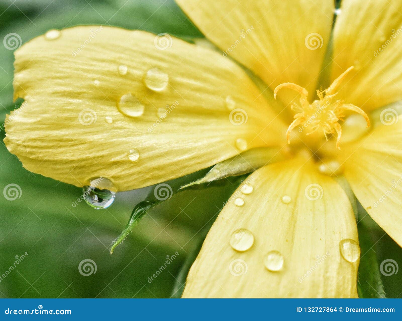 Yellow Flower Water Droplets Stock Photo - Image of droplets ...