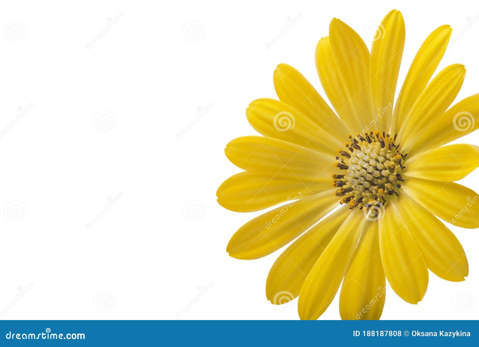 Yellow Flower on White Background for Designers Stock Photo - Image of ...
