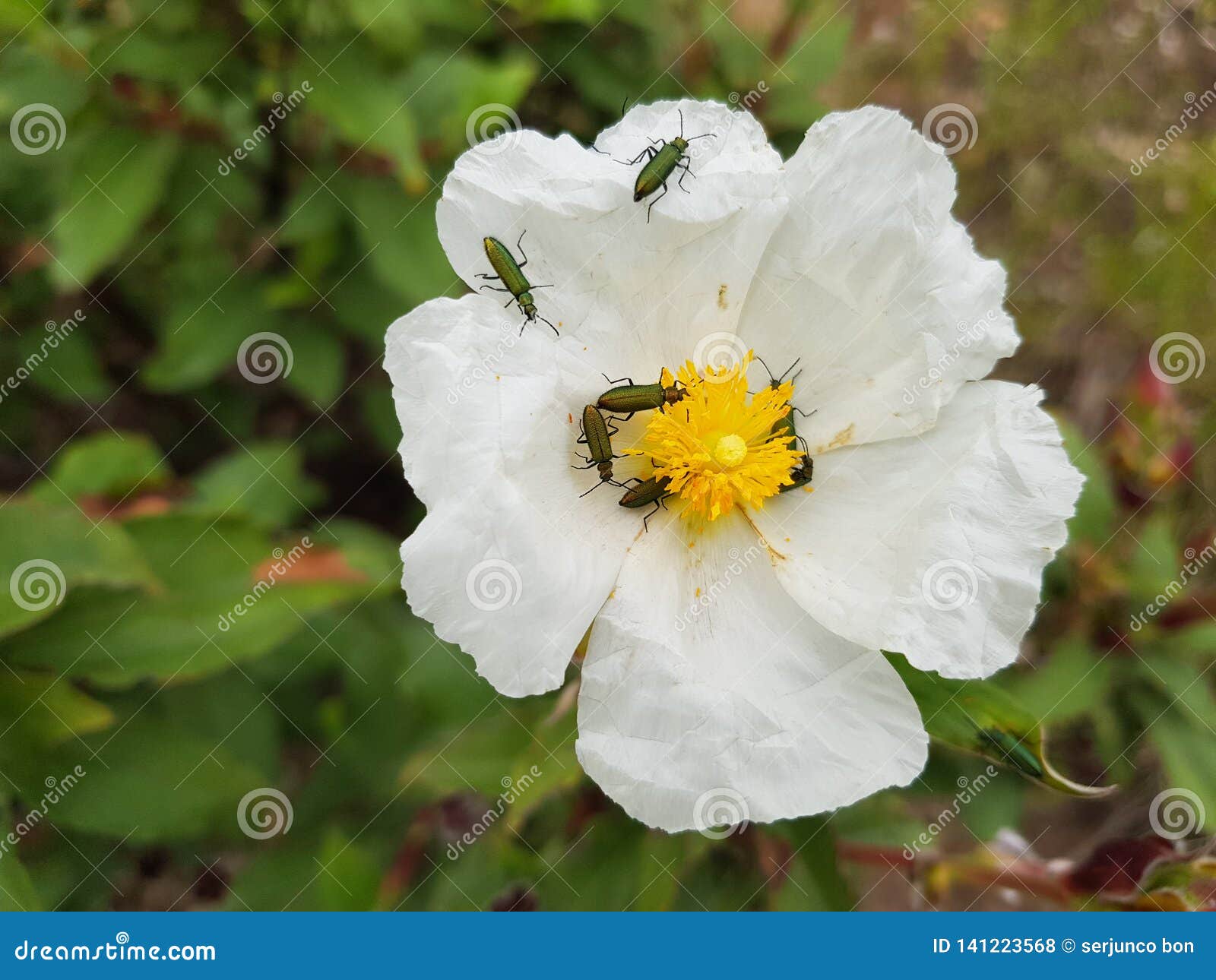 Many Insects Beetles Ladybug Sitting The Wall Accumulation Of Larvae ...