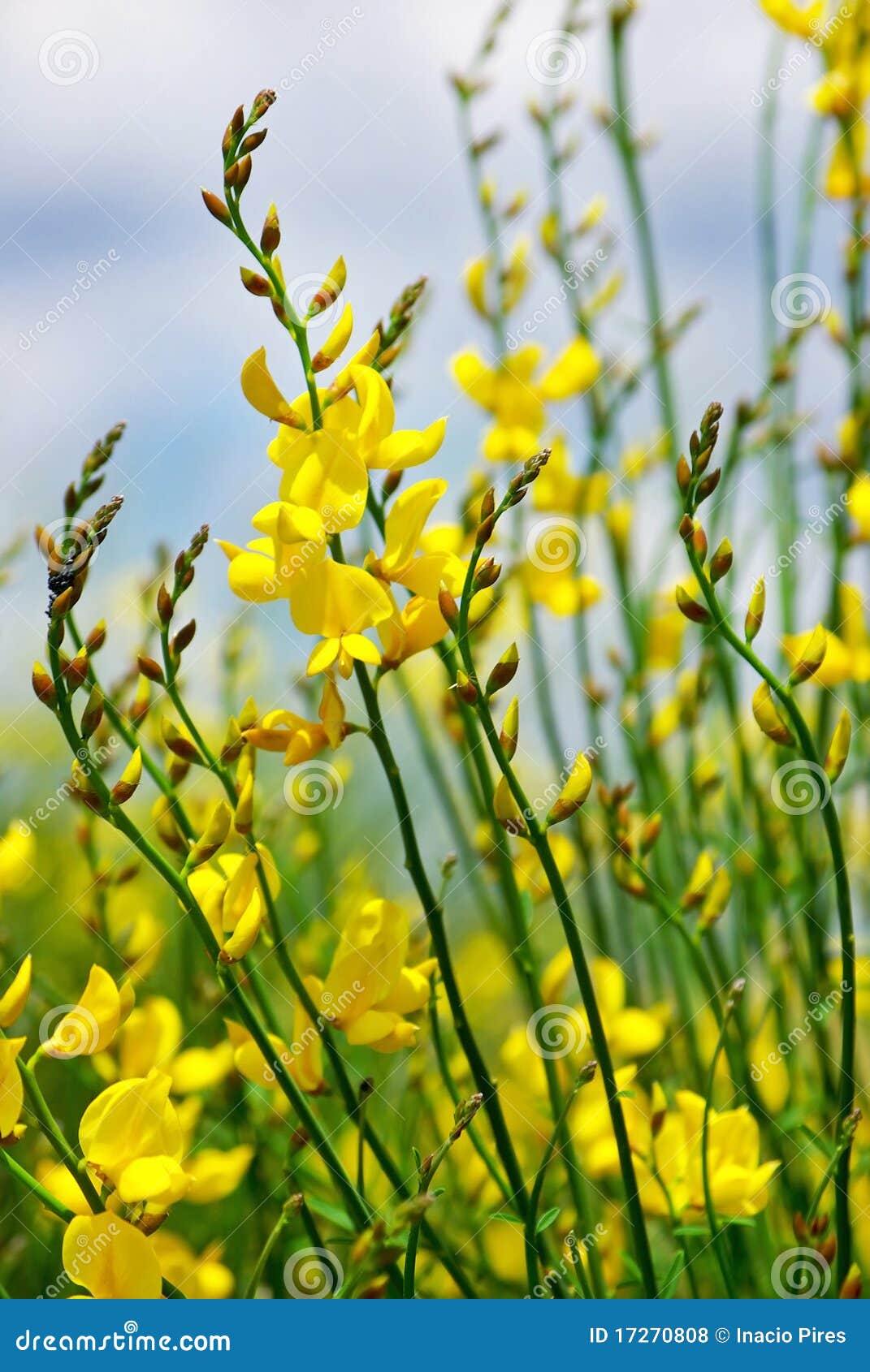 Yellow Flower of Wild Genista. Stock Photo - Image of plant, botany ...